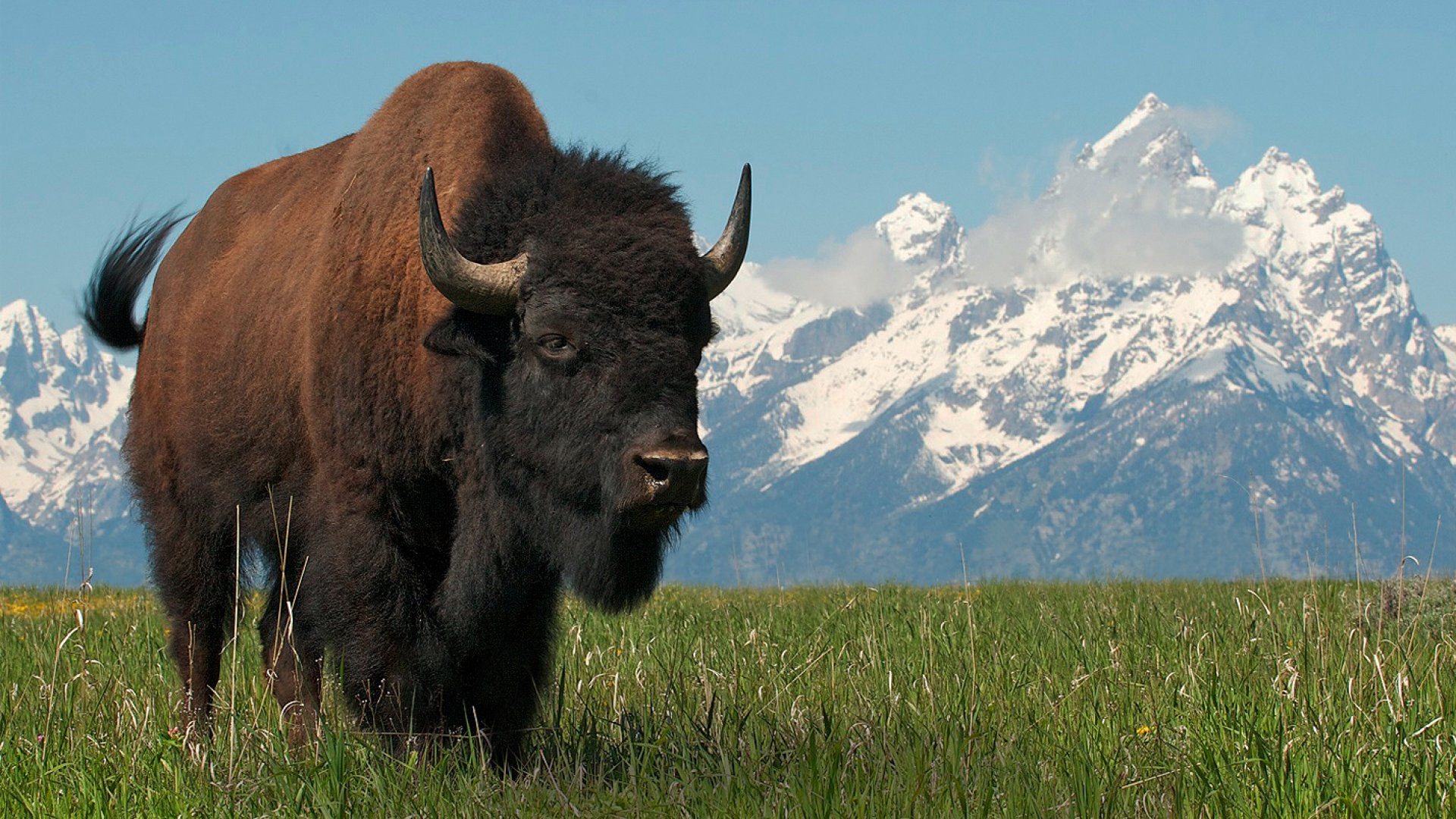 Visit Jackson Hole - Jackson Hole Wyoming Visitor Information